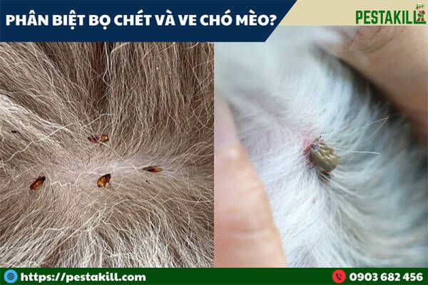 Cách Phân Biệt Con VE và BỌ CHÉT Chó Mèo | Pestakill